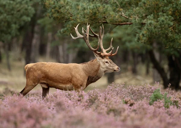 Cerf images libres de droit, photos de Cerf | Depositphotos