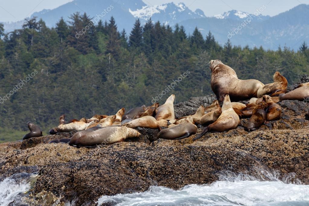 Stellar sea lions on rock Stock Photo by ©MennoSchaefer 126737034