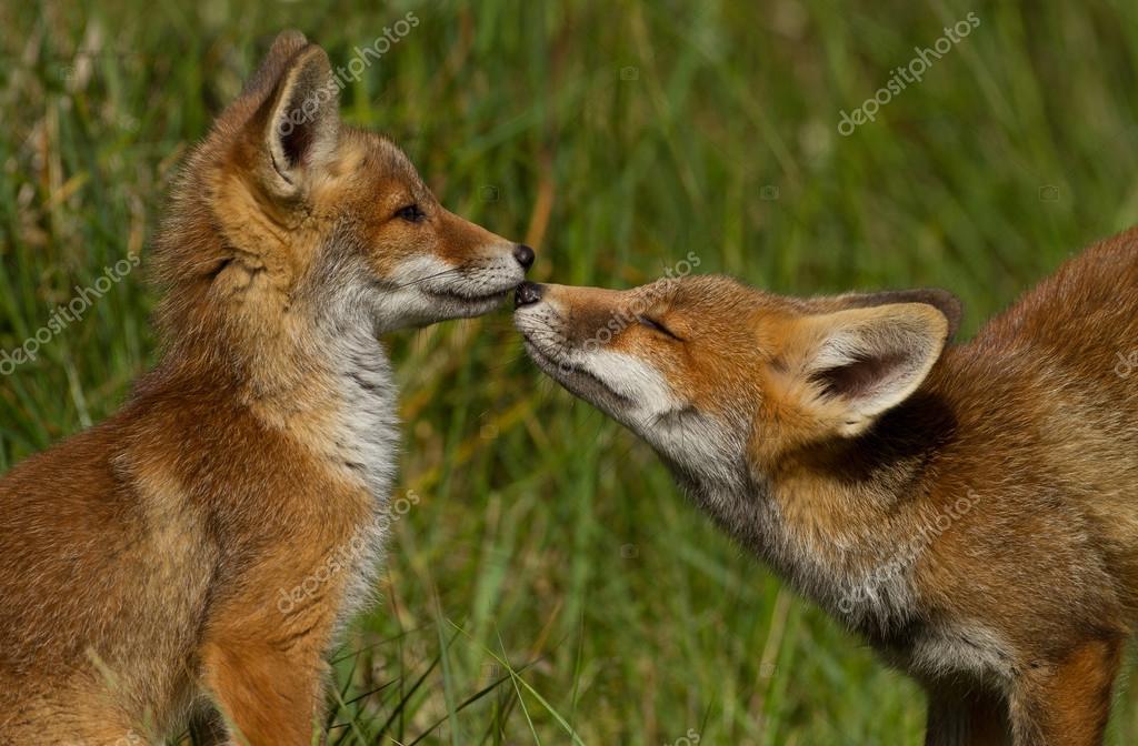 Little red fox cubs — Stock Photo © MennoSchaefer #126737484