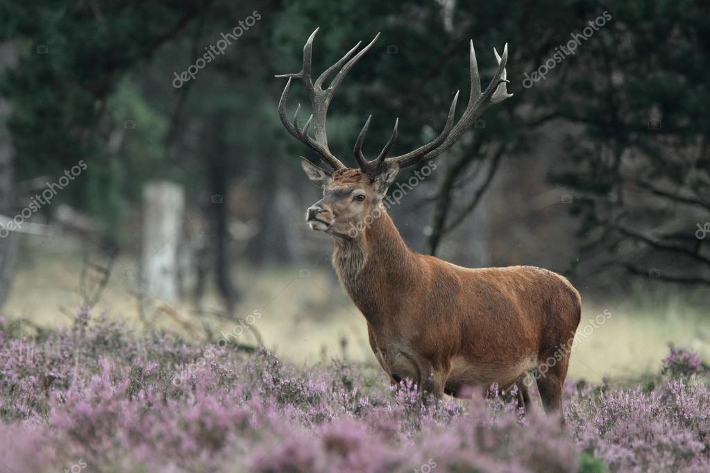 Red deer animal — Stock Photo © MennoSchaefer #126737768