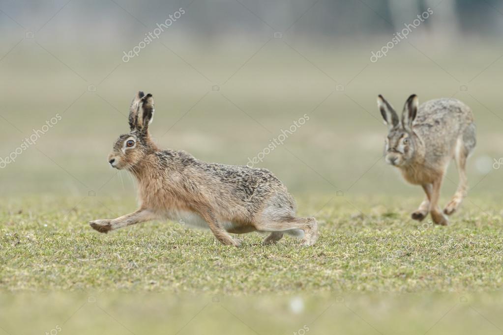 Wild hares running. Stock Photo by ©MennoSchaefer 126738646