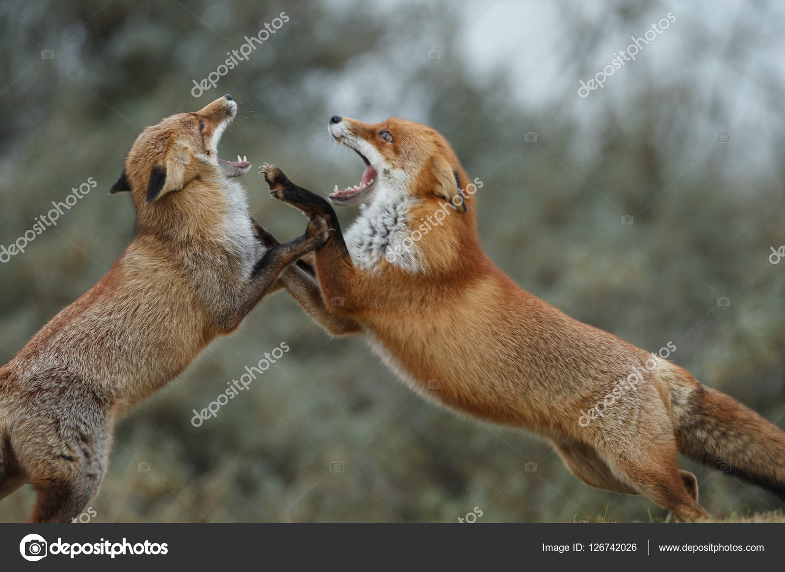 Red Foxes Fighting