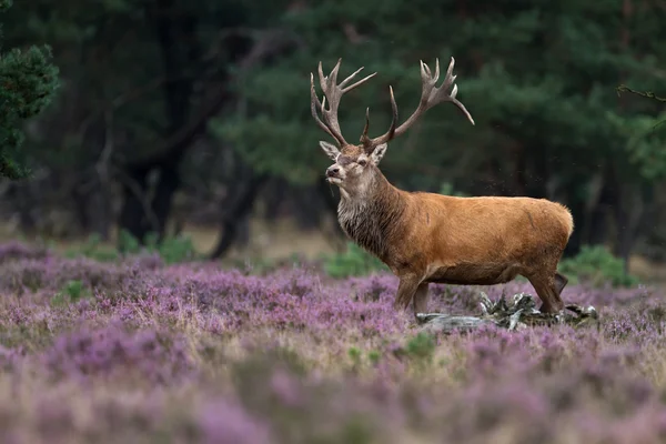 Red deer animal — Stock Photo © MennoSchaefer #126737768