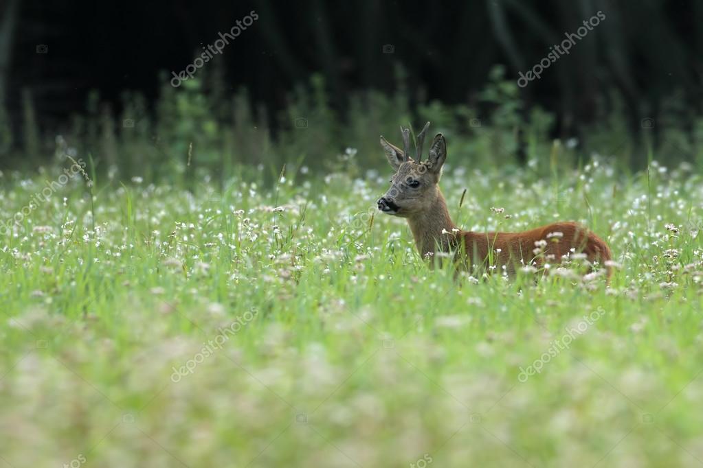 Roe deer in a field Stock Photo by ©MennoSchaefer 126741552
