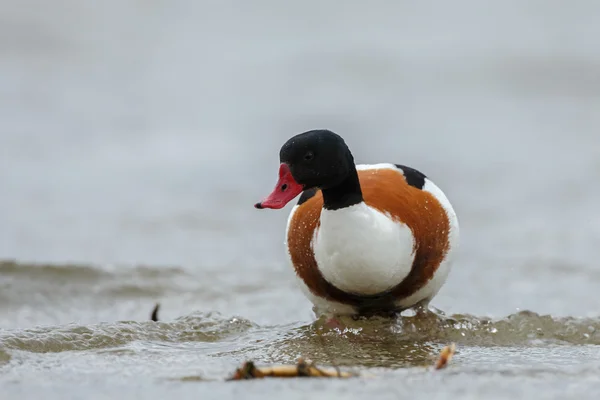 Radjah shelduck Stock Photos, Royalty Free Radjah shelduck Images ...