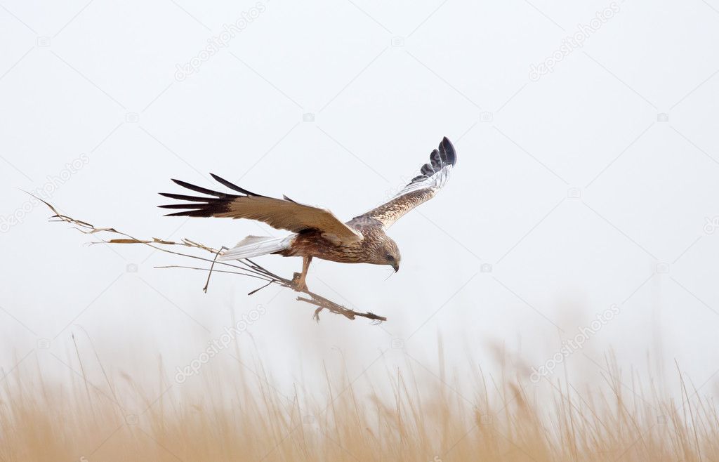 Marsh Harrier in flight Stock Photo by ©MennoSchaefer 127259330