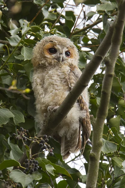 Juvenile tawny owl — Stock Photo © MennoSchaefer #127254176 Juvenile tawny owl — Stock Photo © MennoSchaefer #127254176