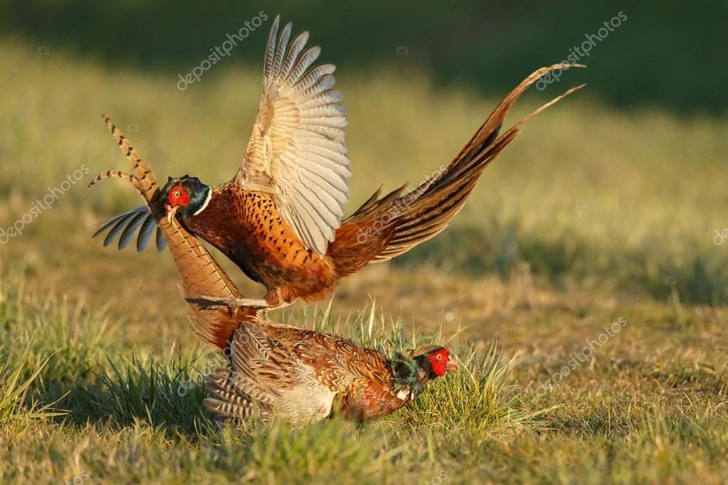 Pheasant males are fighting Stock Photo by ©MennoSchaefer 127450104
