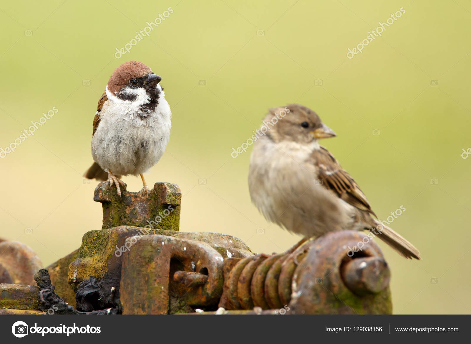 House Sparrow Male And Female