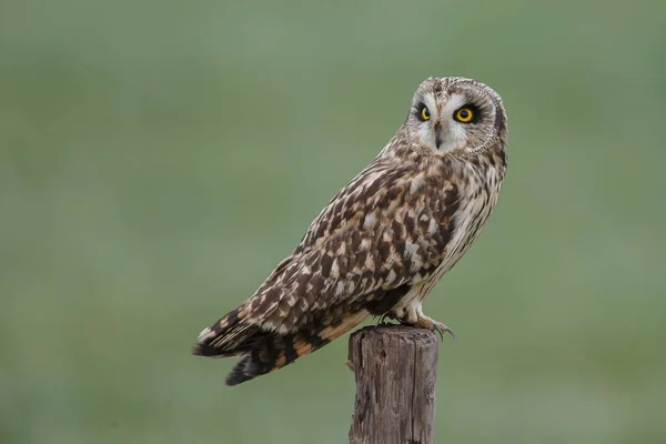 Short eared owl — Stock Photo © MennoSchaefer #129038954