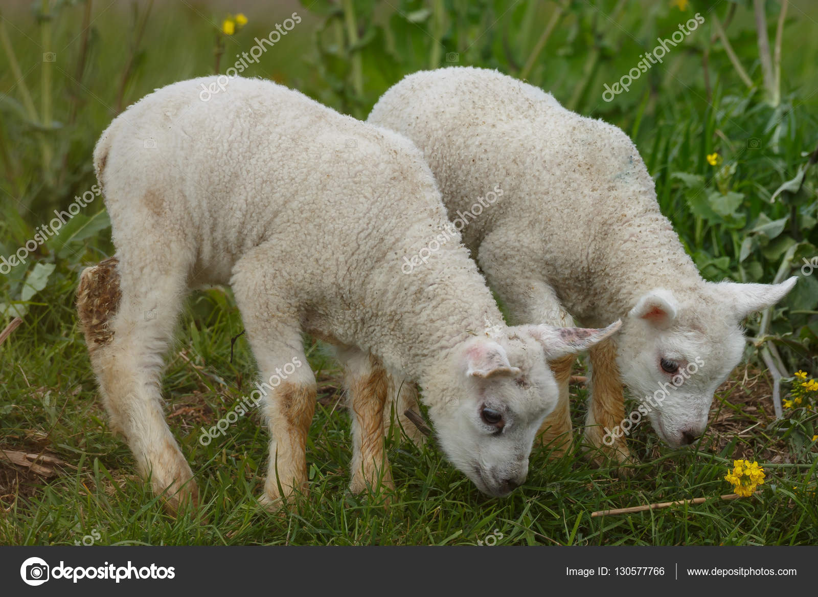 Two newborn lambs — Stock Photo © MennoSchaefer #130577766
