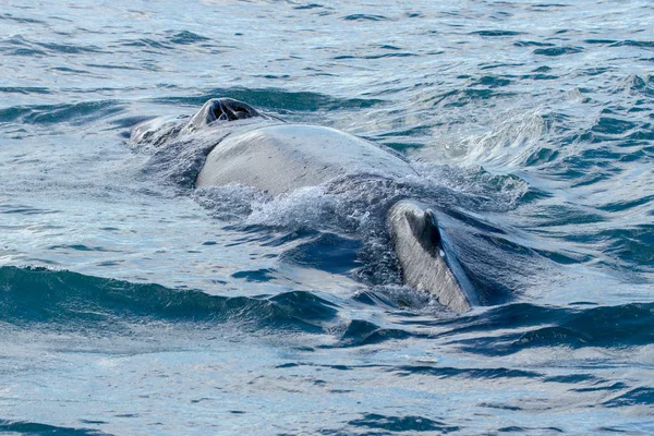 A whale with long horns bull head Stockfotos, lizenzfreie A whale with ...