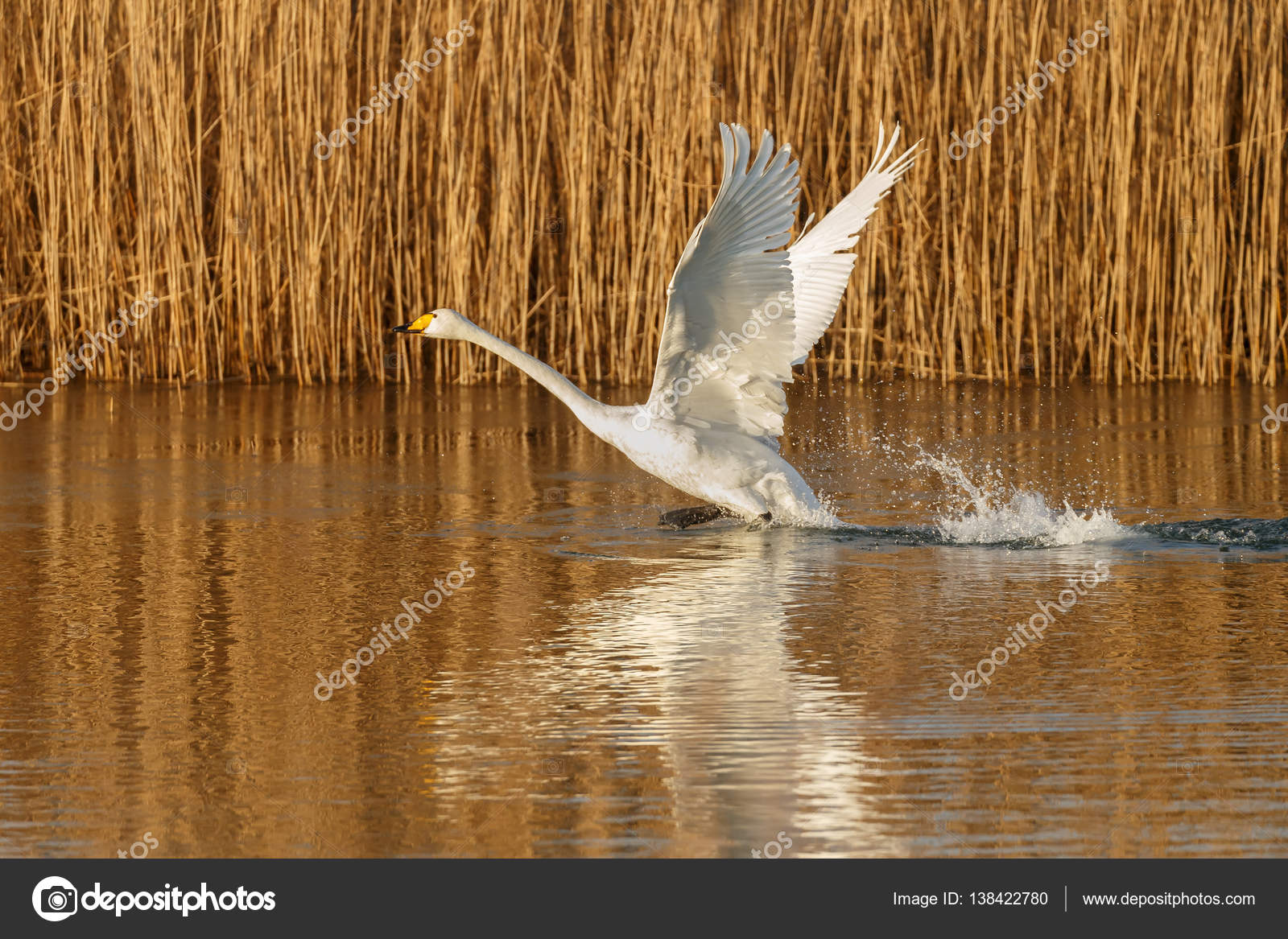 Whooper Swan bird — Stock Photo © MennoSchaefer #138422780