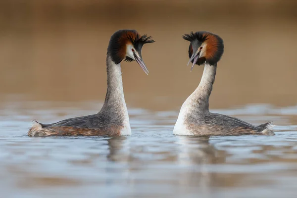 Red breasted grebe Stock Photos, Royalty Free Red breasted grebe Images ...