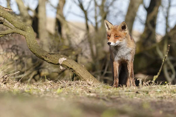 Red Fox in nature — Stock Photo © MennoSchaefer #148613849