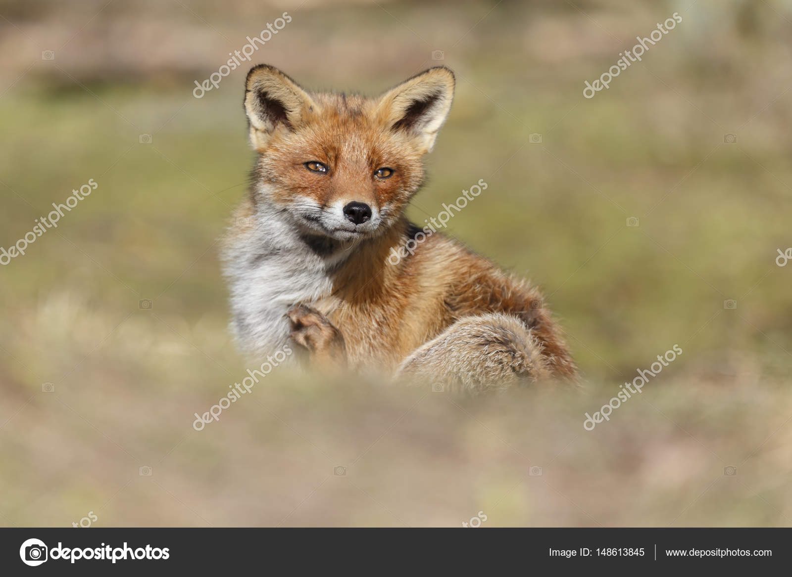 Red Fox in nature Stock Photo by ©MennoSchaefer 148613845