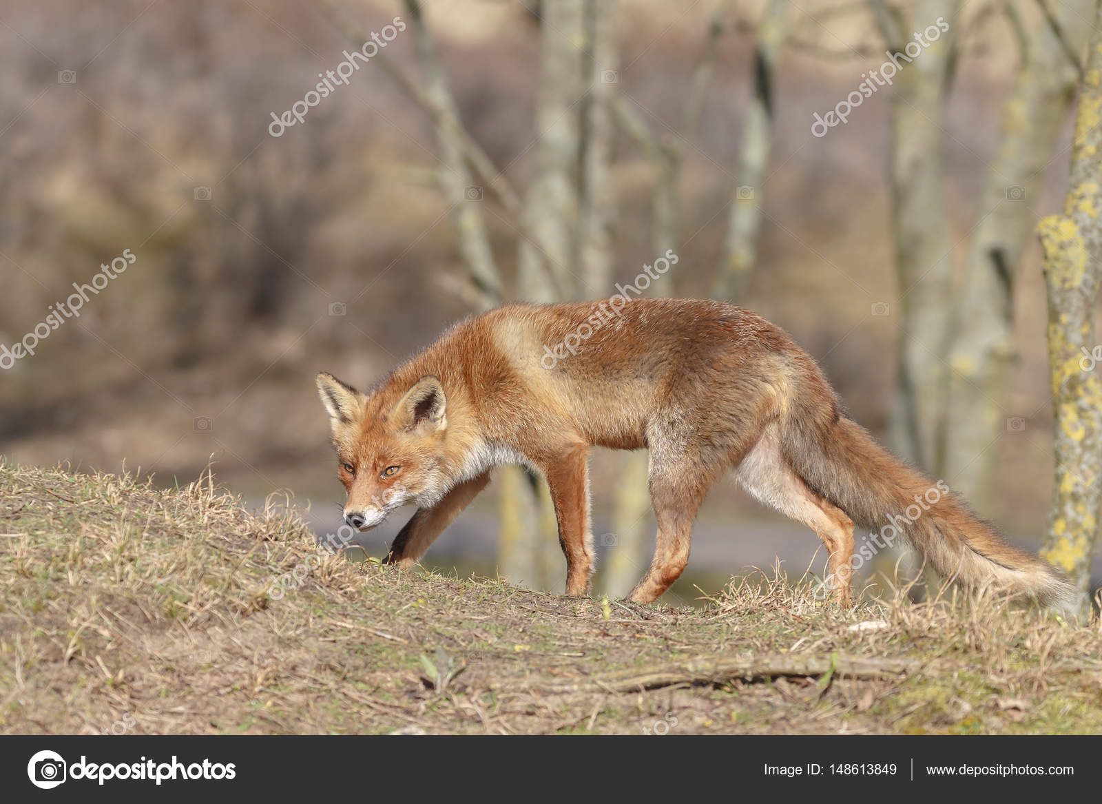 Red Fox in nature — Stock Photo © MennoSchaefer #148613849