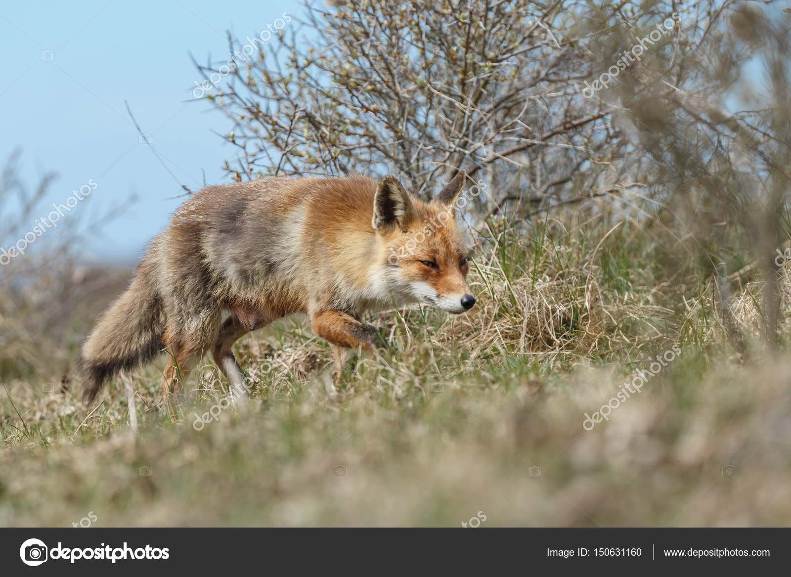 Red Fox in nature Stock Photo by ©MennoSchaefer 150631160