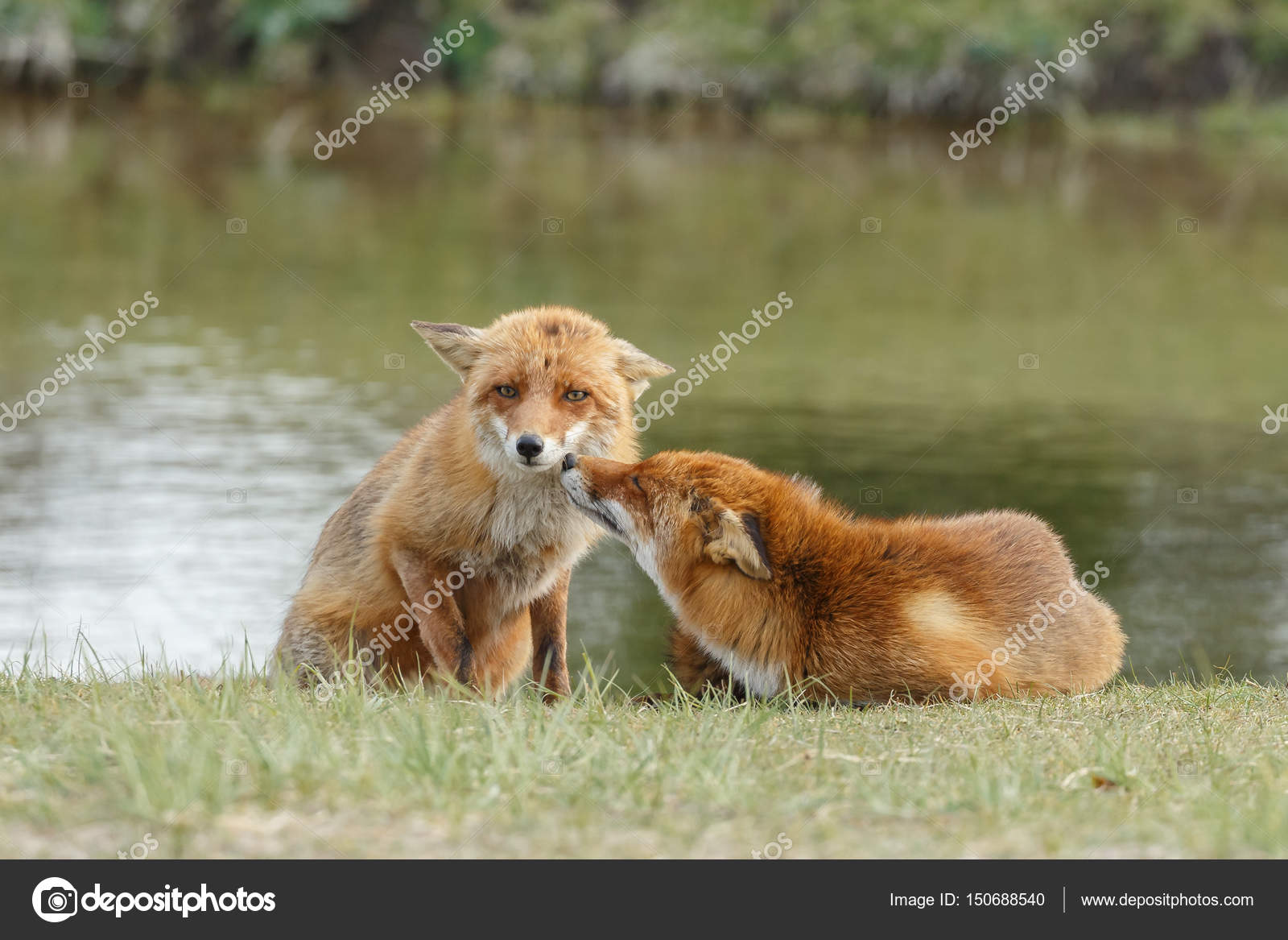 Two Red Foxes Stock Photo by ©MennoSchaefer 150688540