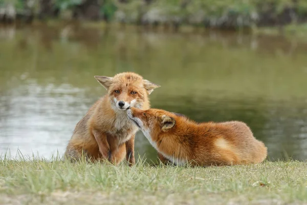 Two Red Foxes Stock Photo by ©MennoSchaefer 150688540