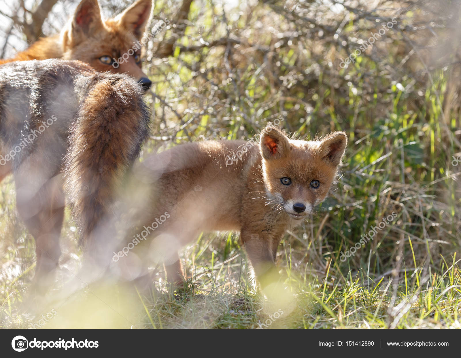 Red fox cubs and his mom Stock Photo by ©MennoSchaefer 151412890