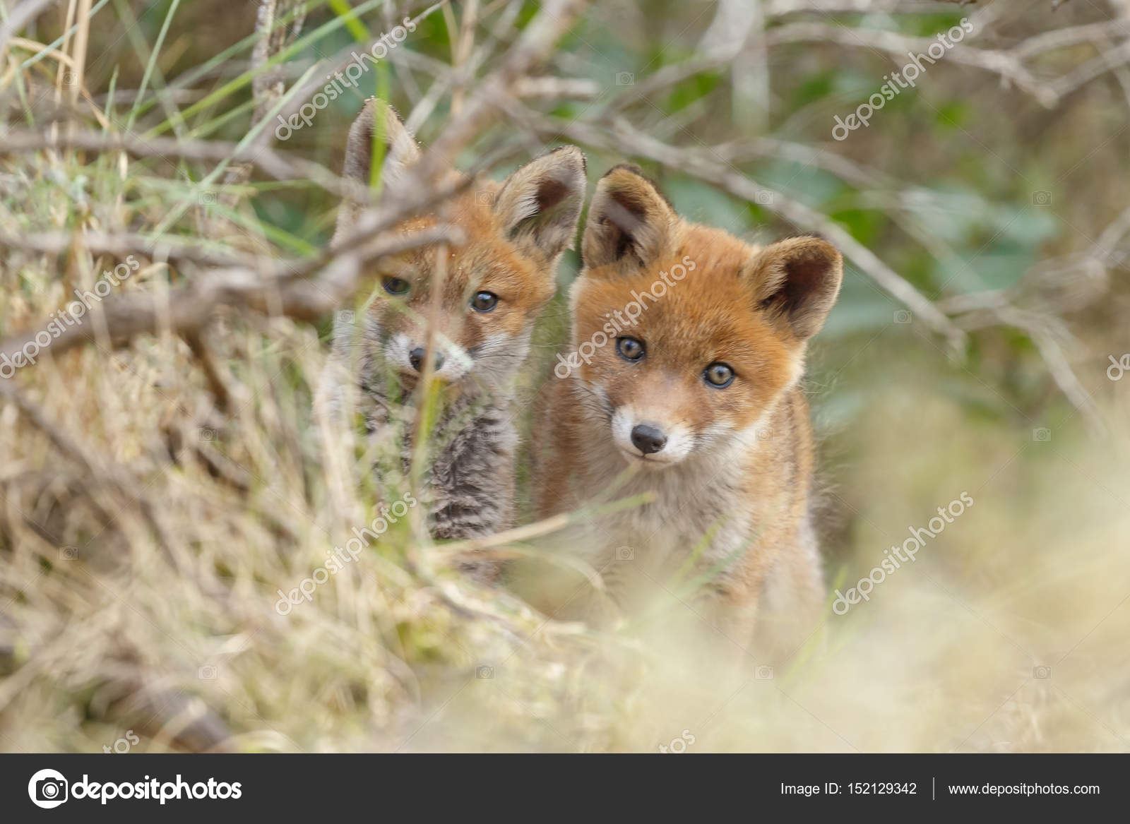 Two red fox cubs posing Stock Photo by ©MennoSchaefer 152129342