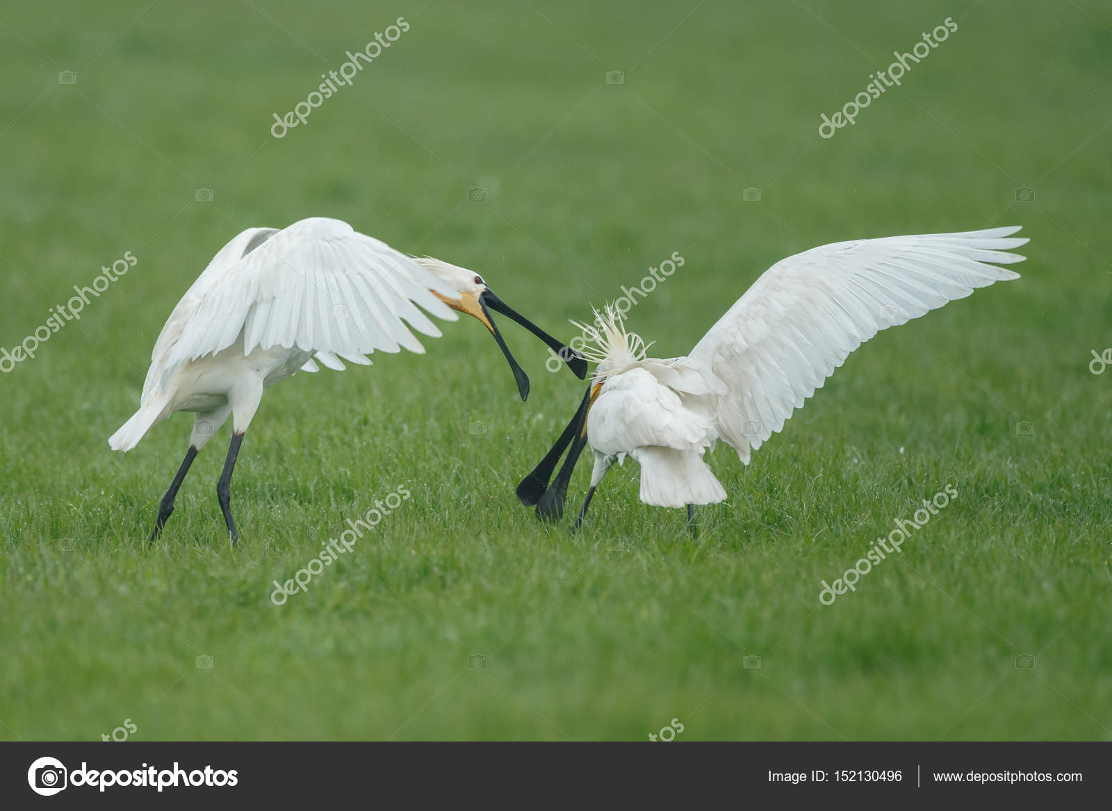 Two spoonbill birds fighting — Stock Photo © MennoSchaefer #152130496