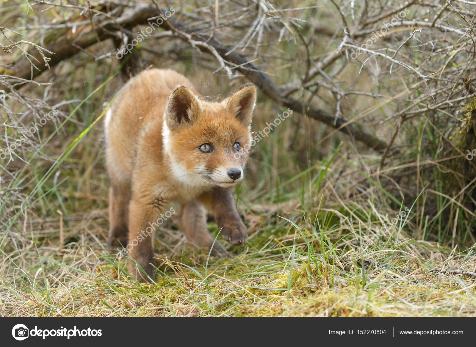 Little cute red fox cub Stock Photo by ©MennoSchaefer 152270804