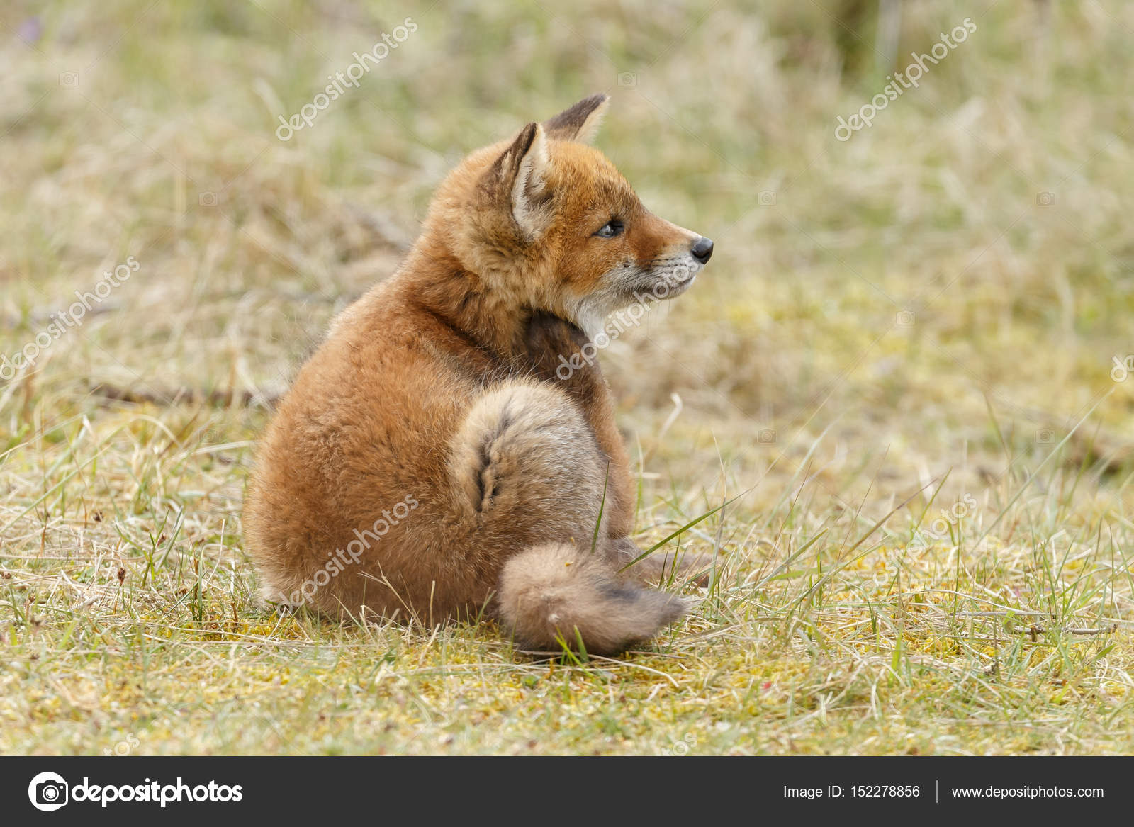 Little cute red fox cub Stock Photo by ©MennoSchaefer 152278856