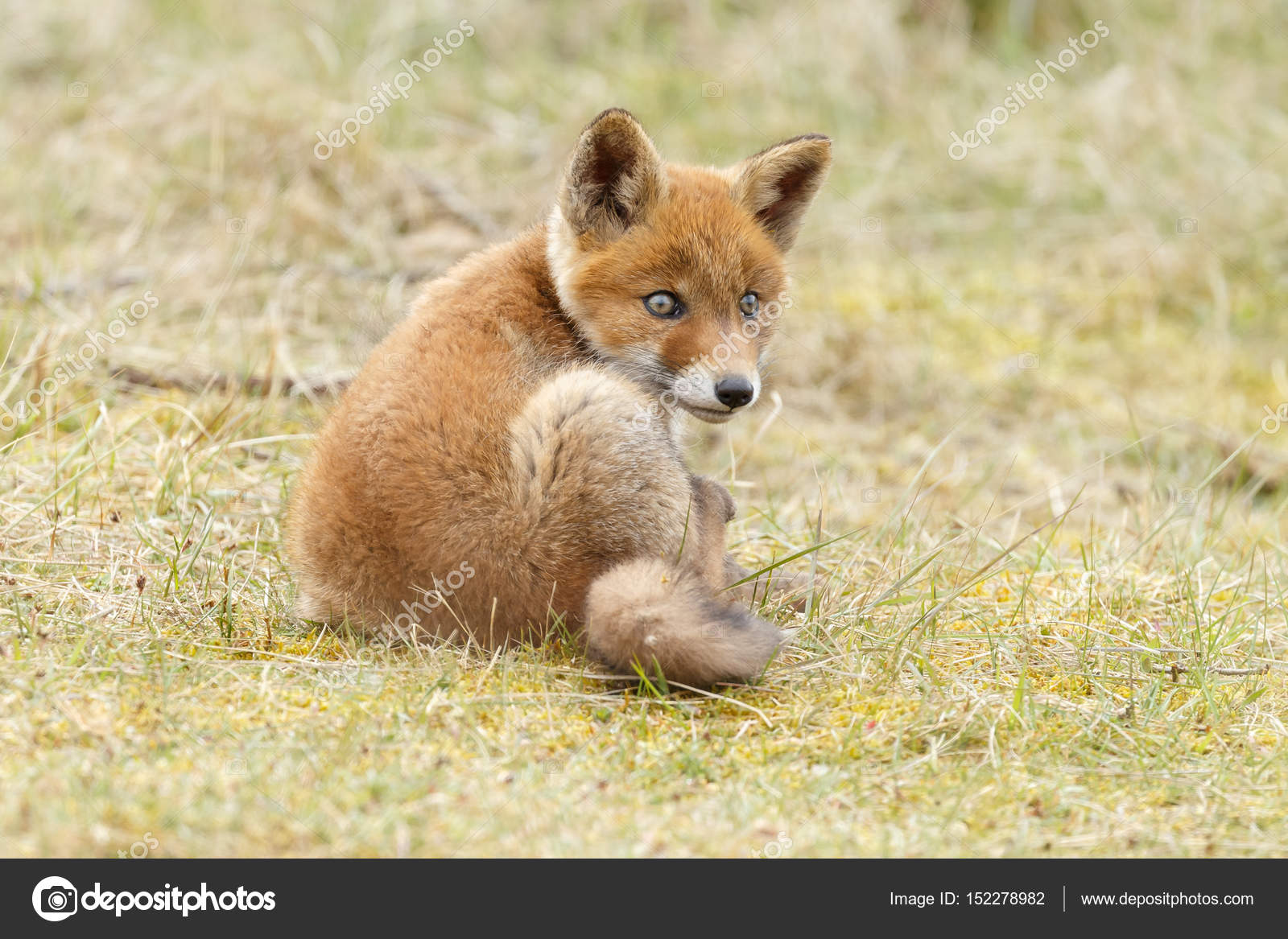 Little cute red fox cub — Stock Photo © MennoSchaefer #152278982