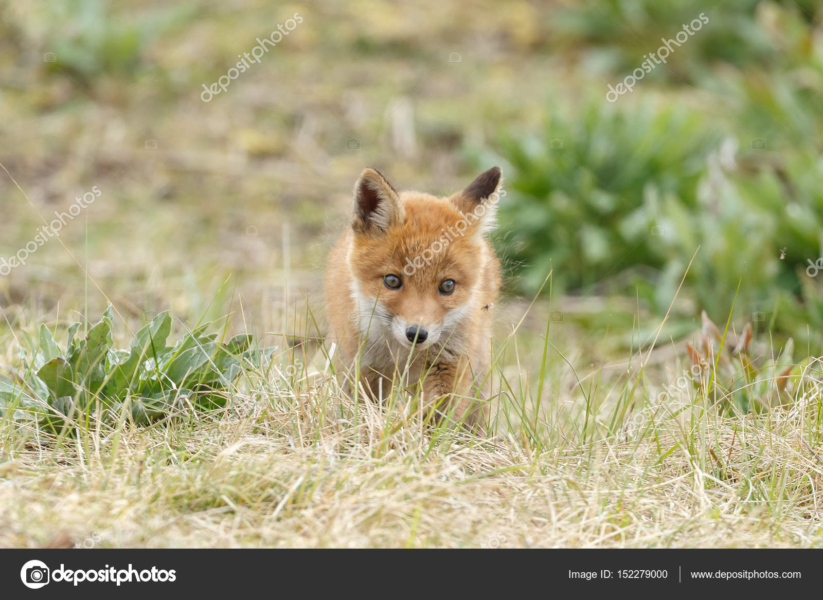 Little cute red fox cub Stock Photo by ©MennoSchaefer 152279000