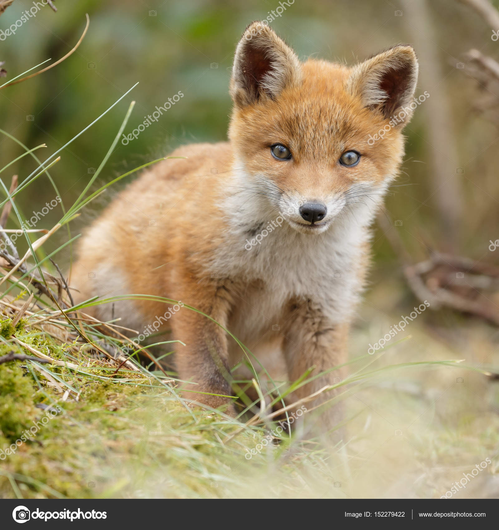 Cute Red Fox Cubs