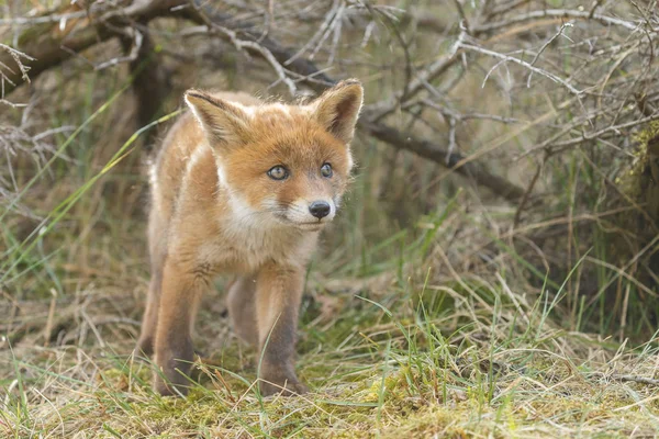 Little cute red fox cub Stock Photo by ©MennoSchaefer 152278856