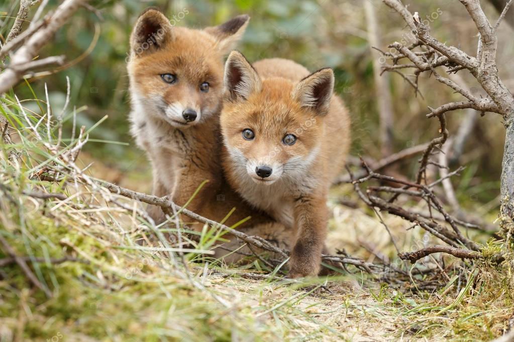 Two red fox cubs posing — Stock Photo © MennoSchaefer #152281090