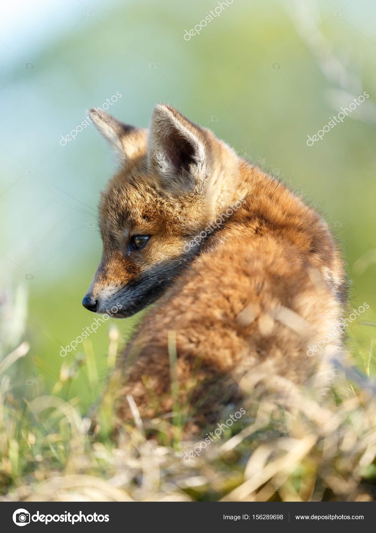 Red fox in nature Stock Photo by ©MennoSchaefer 156289698
