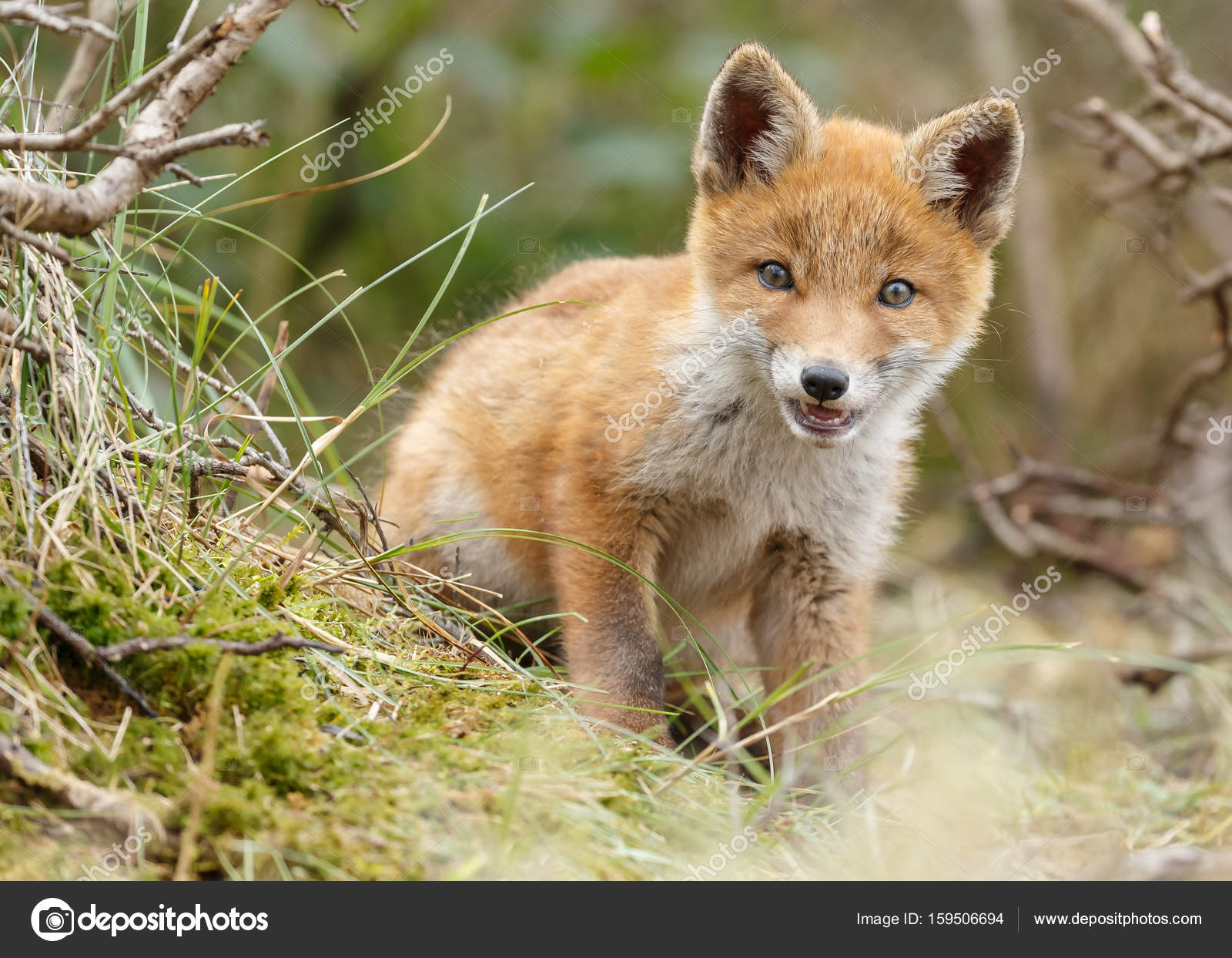 Red fox cub in nature Stock Photo by ©MennoSchaefer 159506694