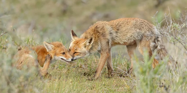 Red fox mother and cub Stock Photo by ©MennoSchaefer 126738288