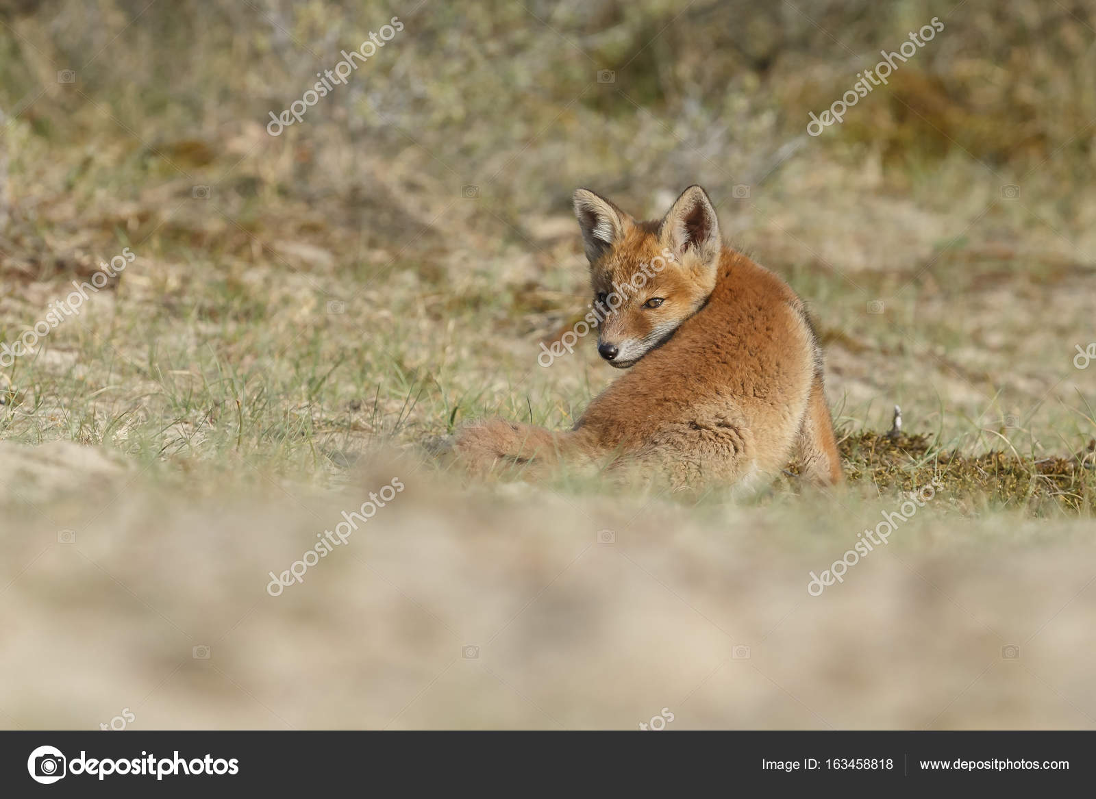 Red fox cub in nature Stock Photo by ©MennoSchaefer 163458818