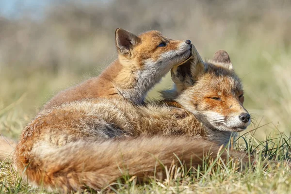 Red fox mother and cub — Stock Photo © MennoSchaefer #126743426