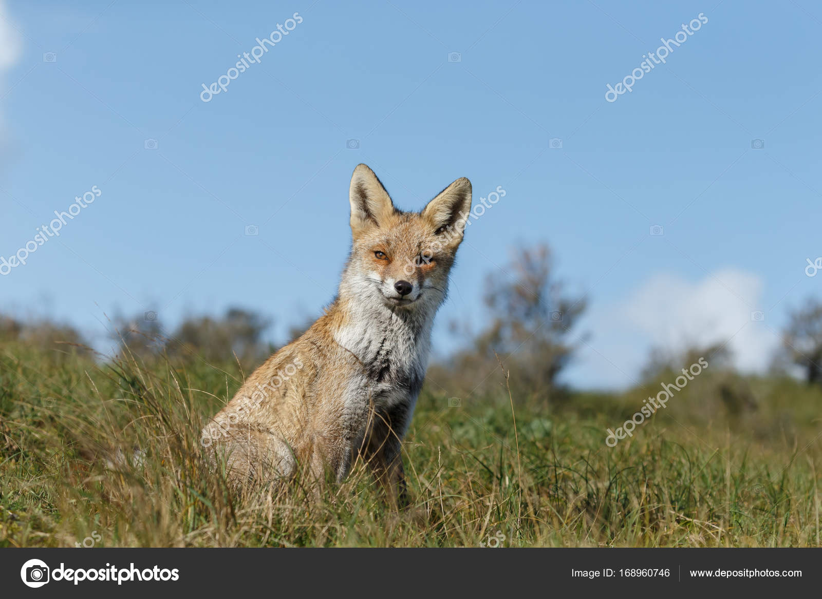 Red fox in nature Stock Photo by ©MennoSchaefer 168960746