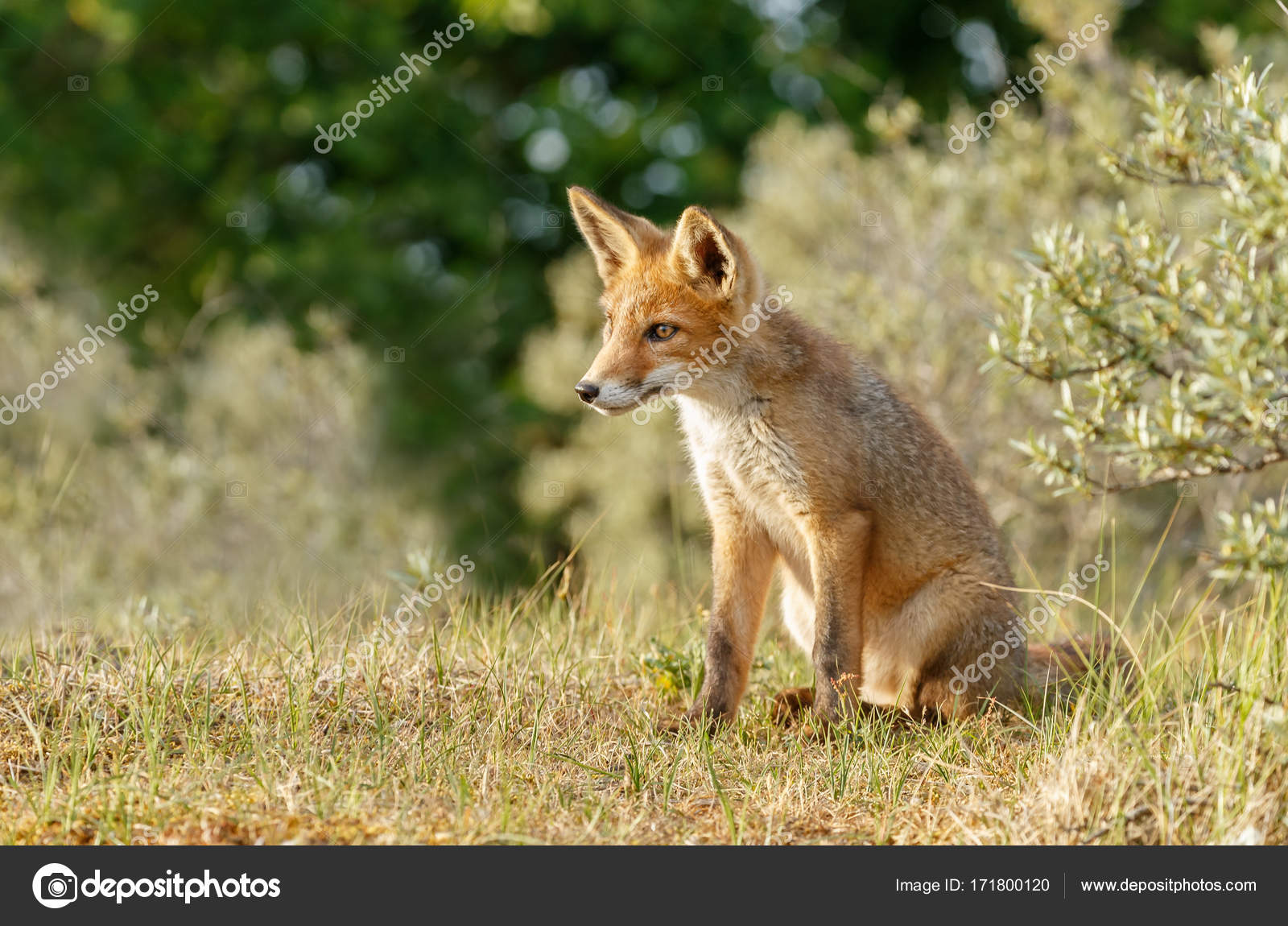 Red fox in nature Stock Photo by ©MennoSchaefer 171800120