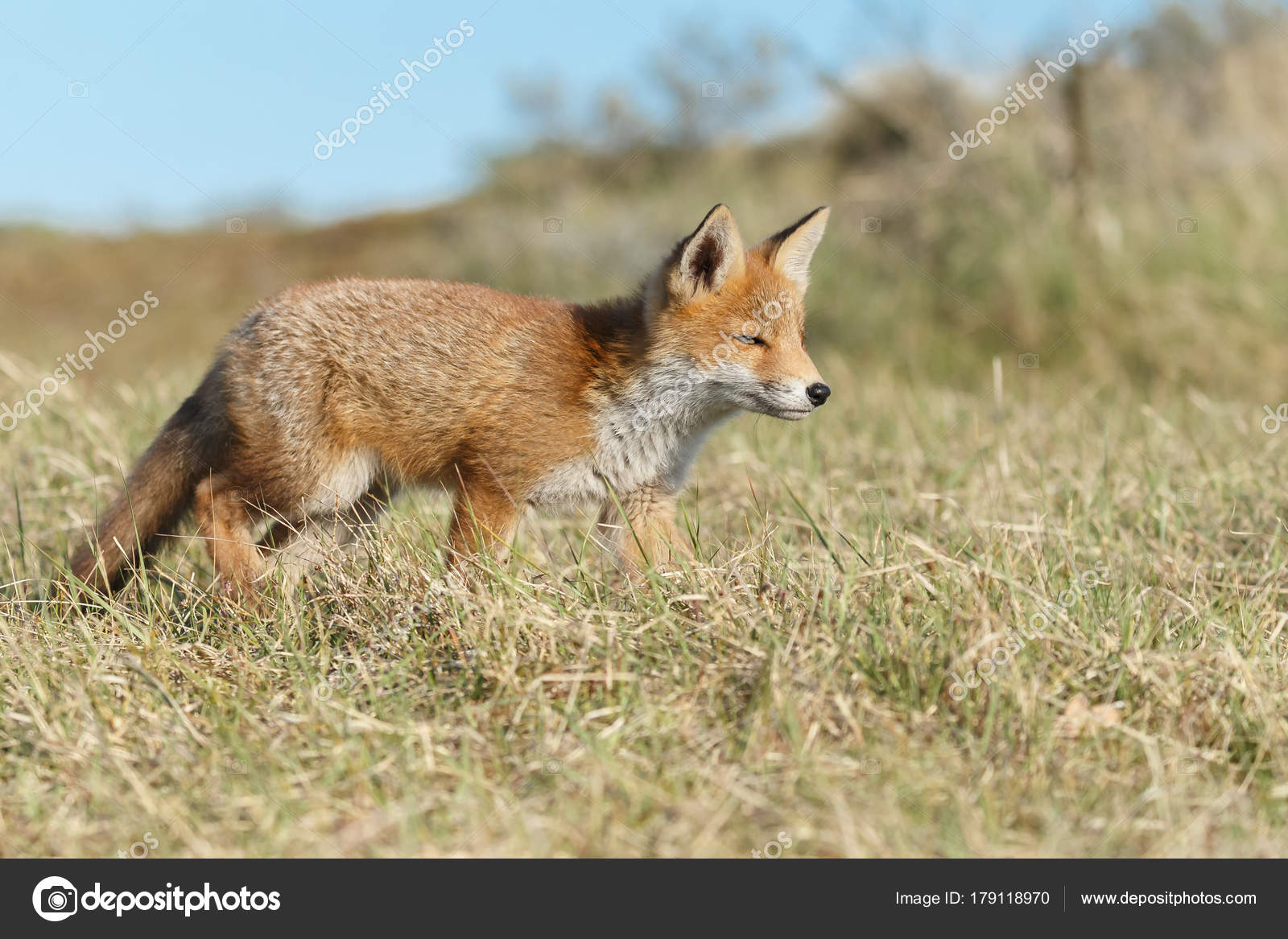 Red Fox Cub Nature Sunny Spring Day Stock Photo by ©MennoSchaefer 179118970