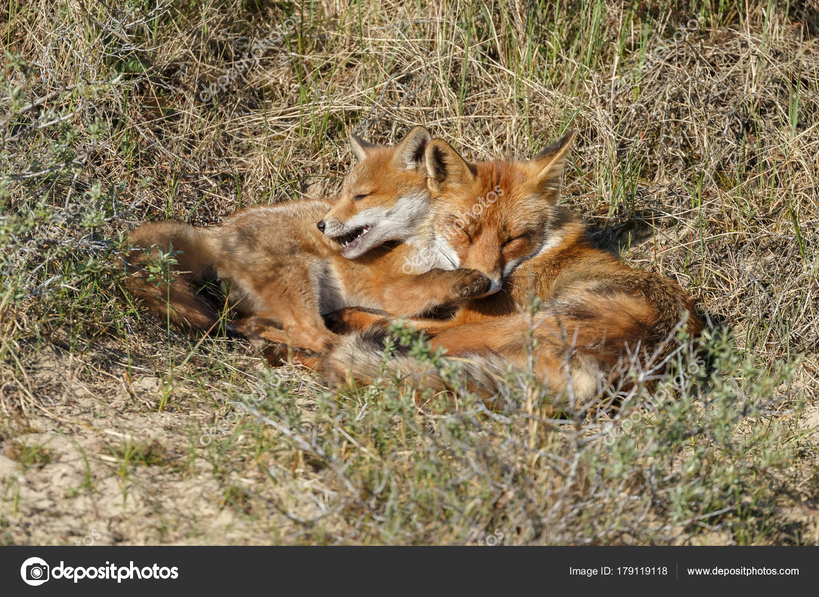 Red Foxes Nature Sunny Spring Day — Stock Photo © MennoSchaefer #179119118