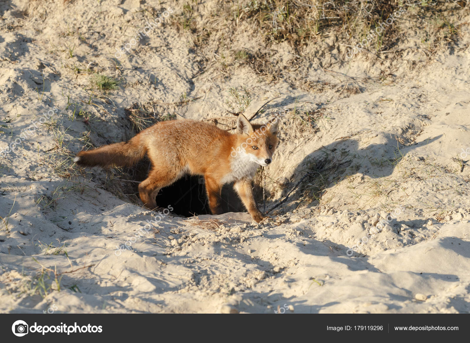 Red Fox Cub Nature Sunny Spring Day Stock Photo by ©MennoSchaefer 179119296