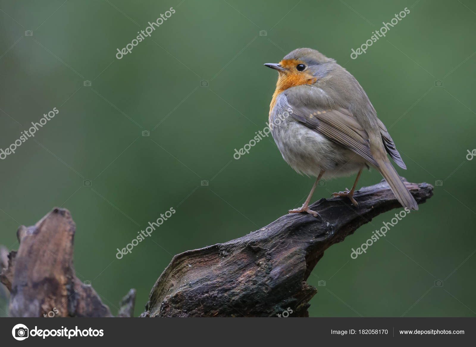 Robin Bird Green Background Stock Photo by ©MennoSchaefer 182058170