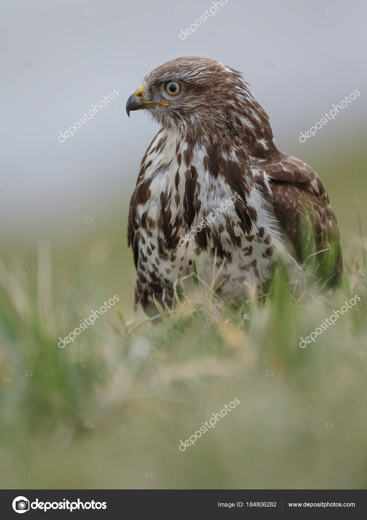 Side View Adorable Young Hawk Resting Grass Stock Photo by ...