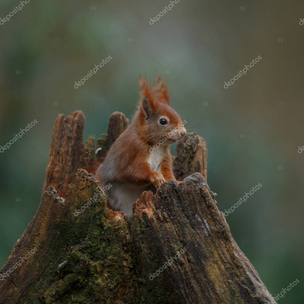 Vista de la esponjosa ardilla roja de pie dentro de un árbol roto 2022