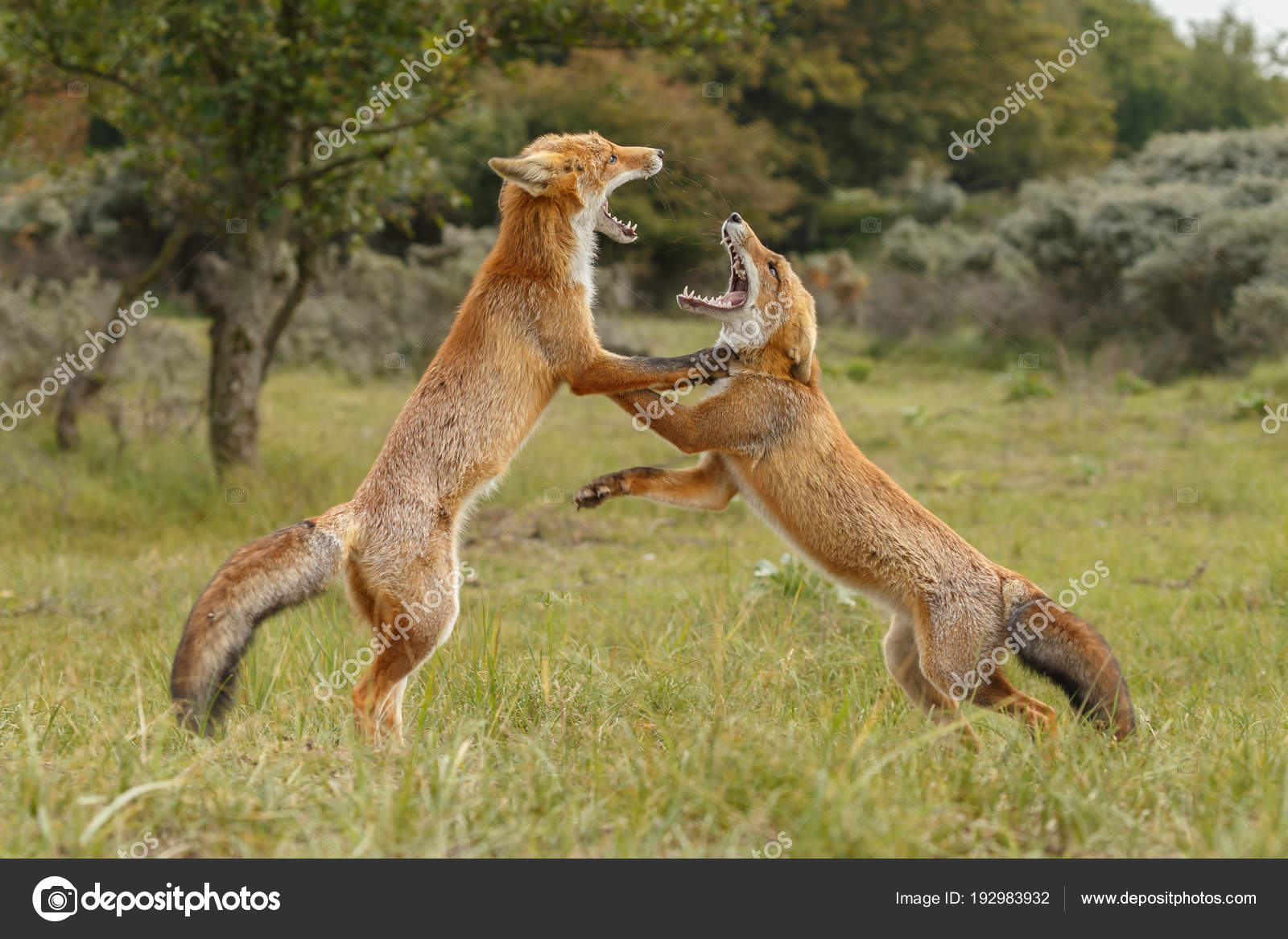 Animals Fighting Over Territory