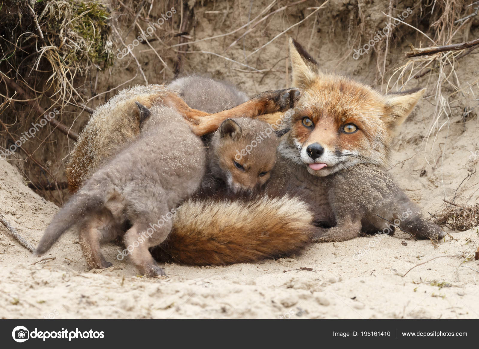 Mother Fox Resting Burrow Her Cubs Stock Photo by ©MennoSchaefer 195161410