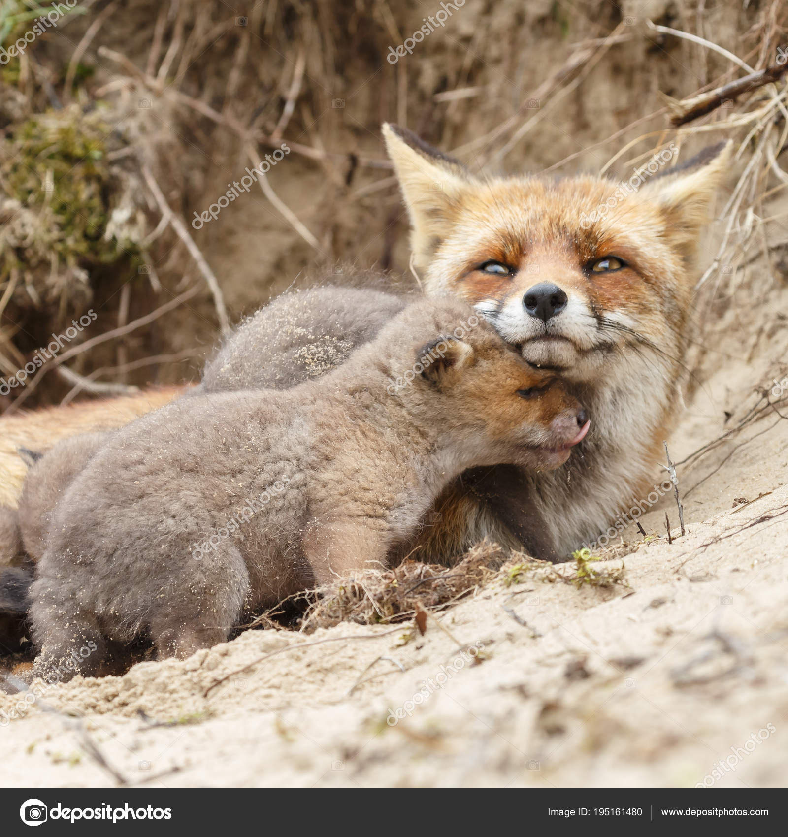 Mother Fox Resting Burrow Her Cubs — Stock Photo © MennoSchaefer #195161480